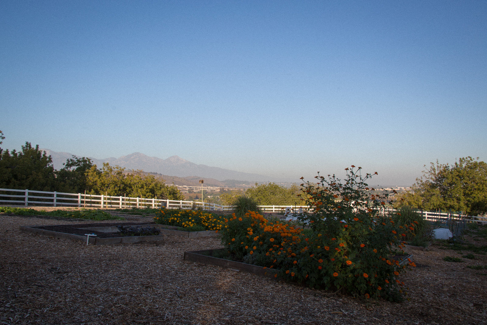 Native Fields – The Farmers Market Global