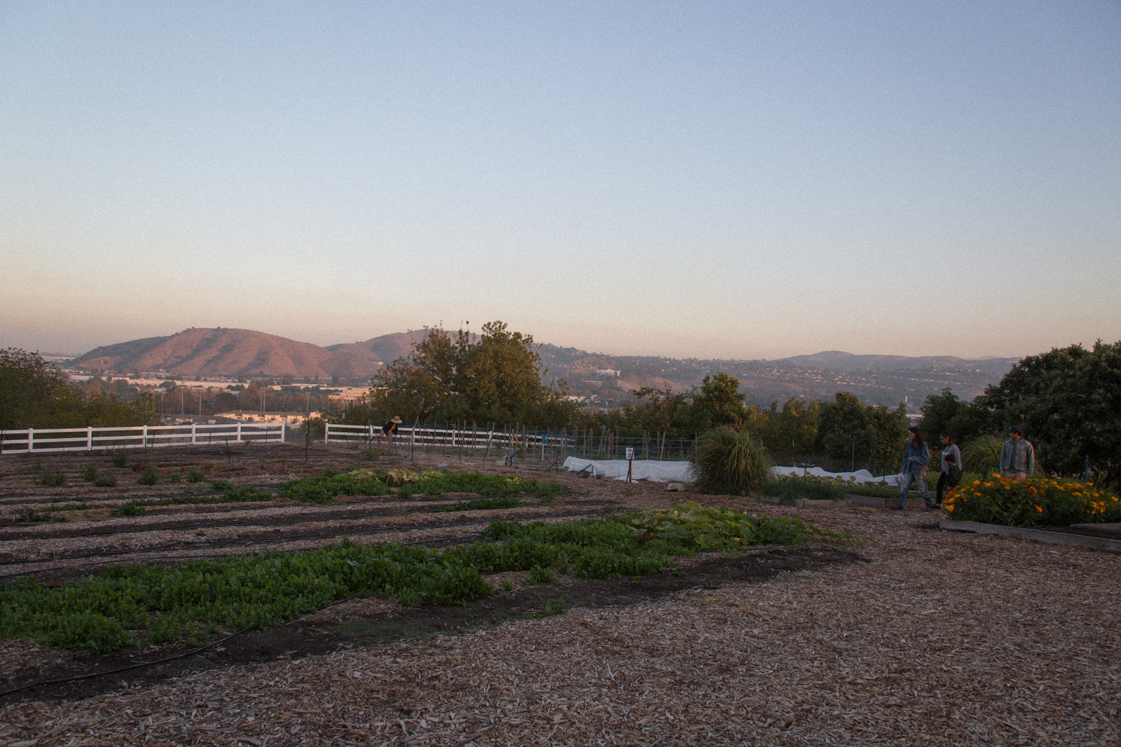 Native Fields – The Farmers Market Global